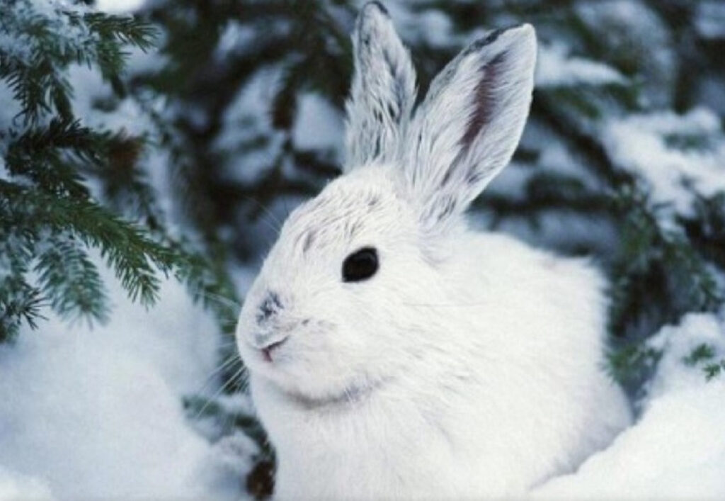 Қоян жылы қандай жыл? | Қазақ Әдебиеті - QazaqAdebieti